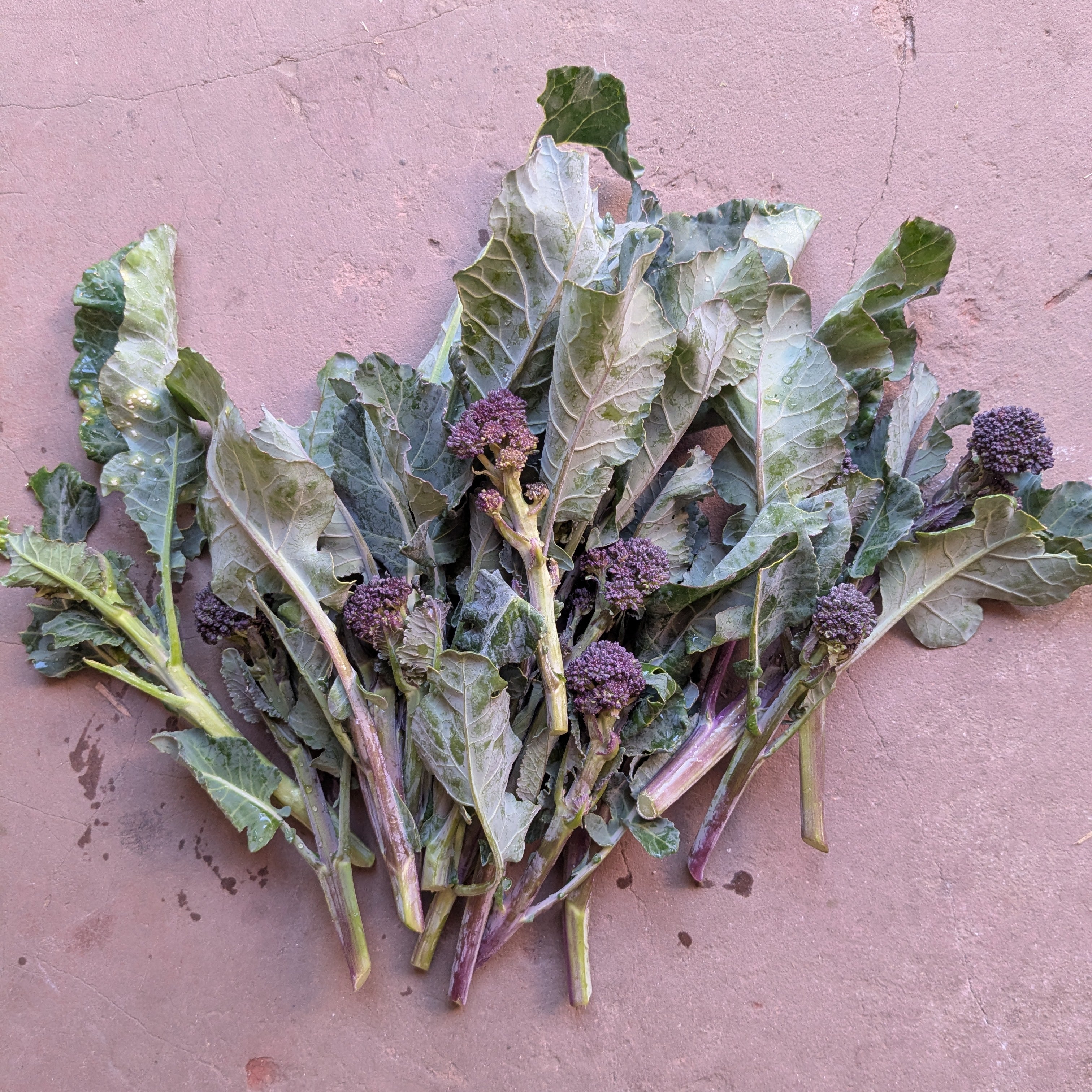 Burgundy sprouting brocolli 150g – Meuse Farm