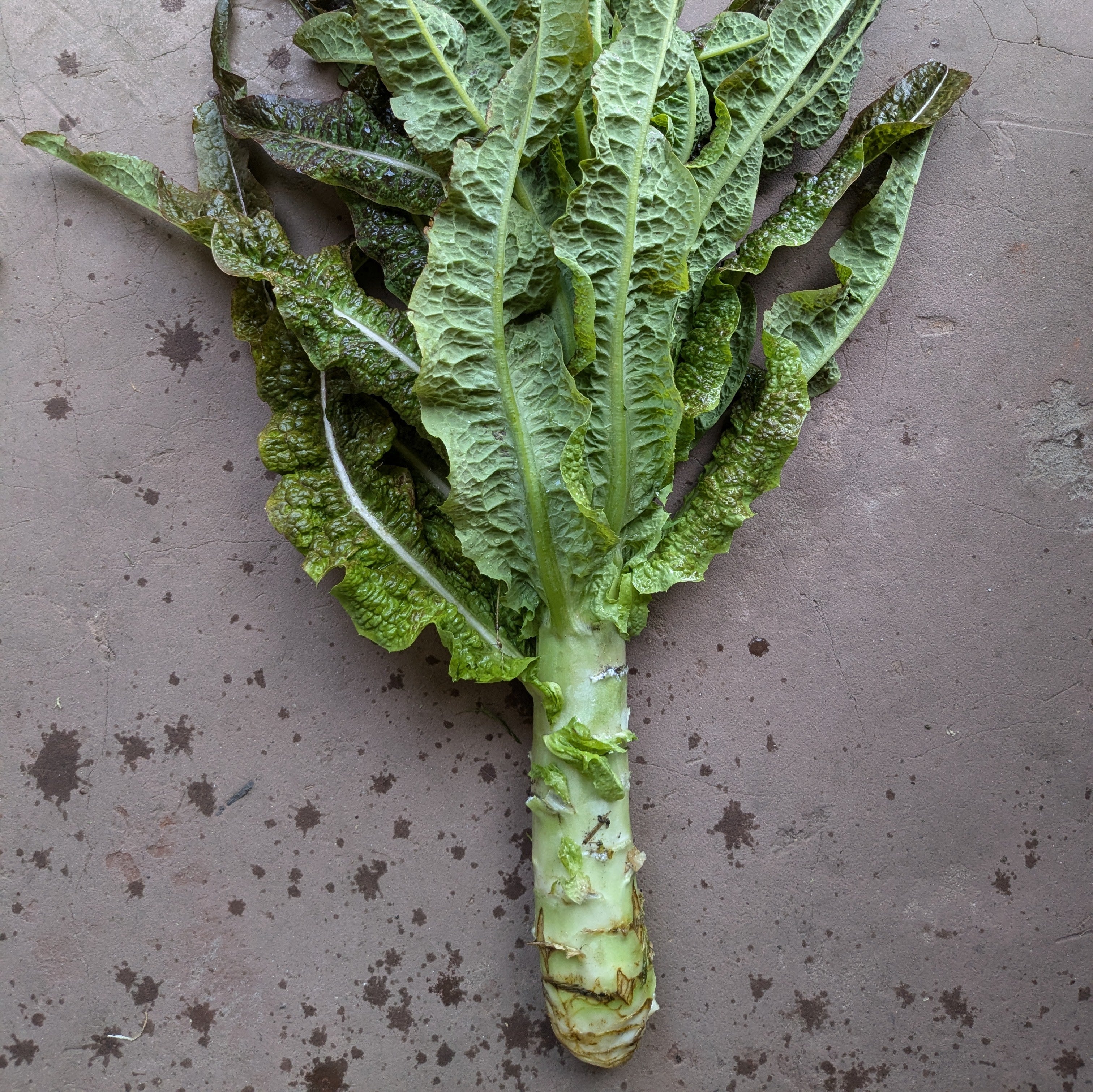 Purple Sword celtuce – Meuse Farm